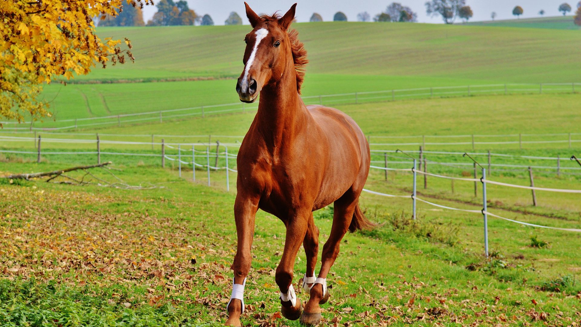 Equine Services In Clyde, NC | Country Lane Animal Hospital