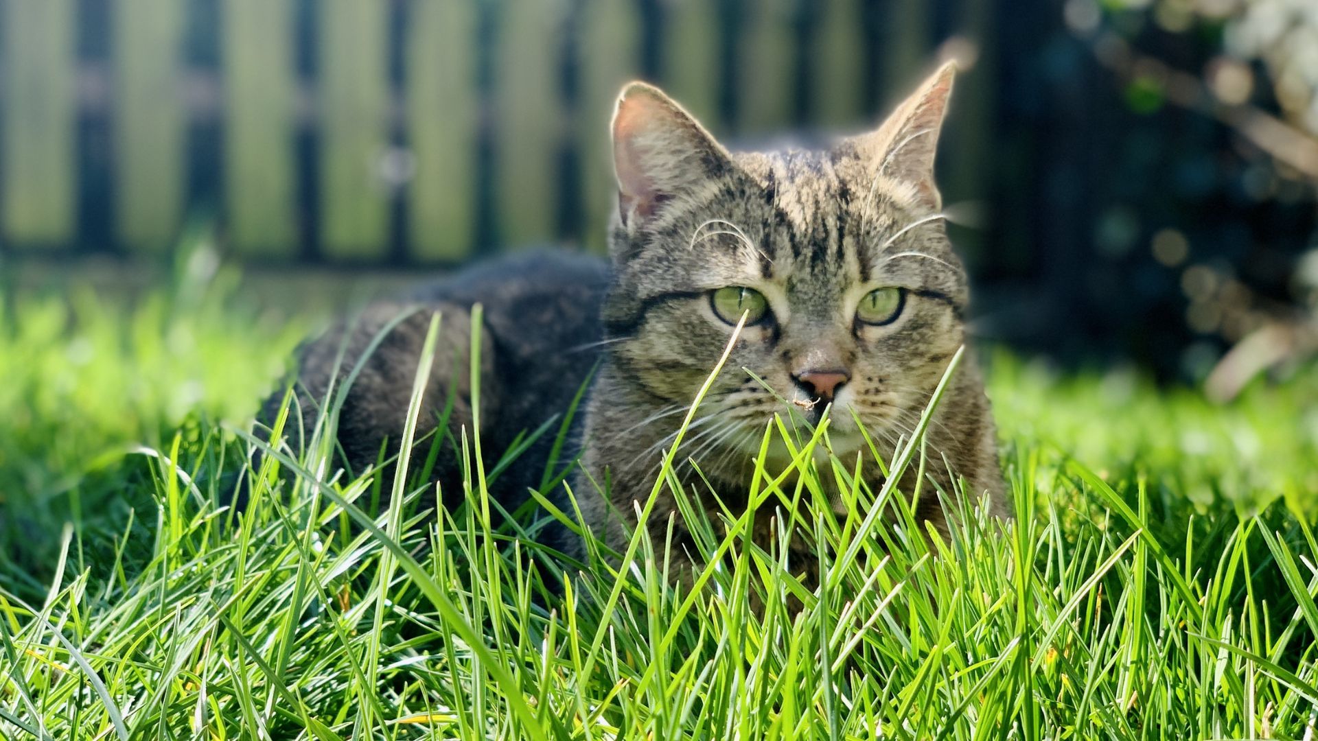 Pet Laboratory In Clyde, NC | Country Lane Animal Hospital