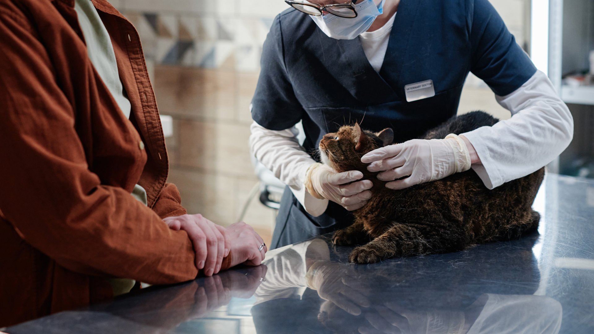 Pet Advanced Orthopedic Surgical Services In Clyde NC | CLAH