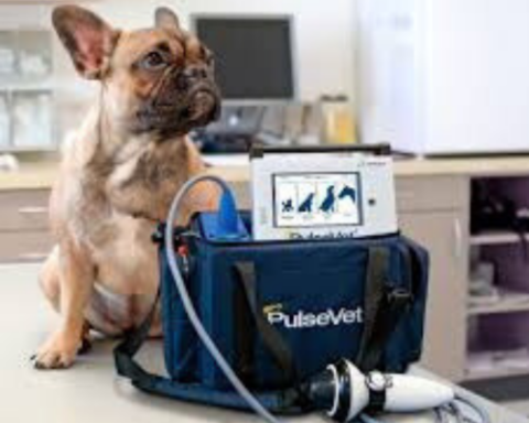 Clyde, NC Veterinary Services | Country Lane Animal Hospital